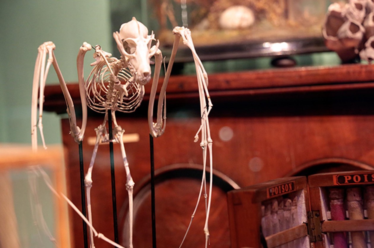 Warrington Museum | Warrington Museum & Art Gallery